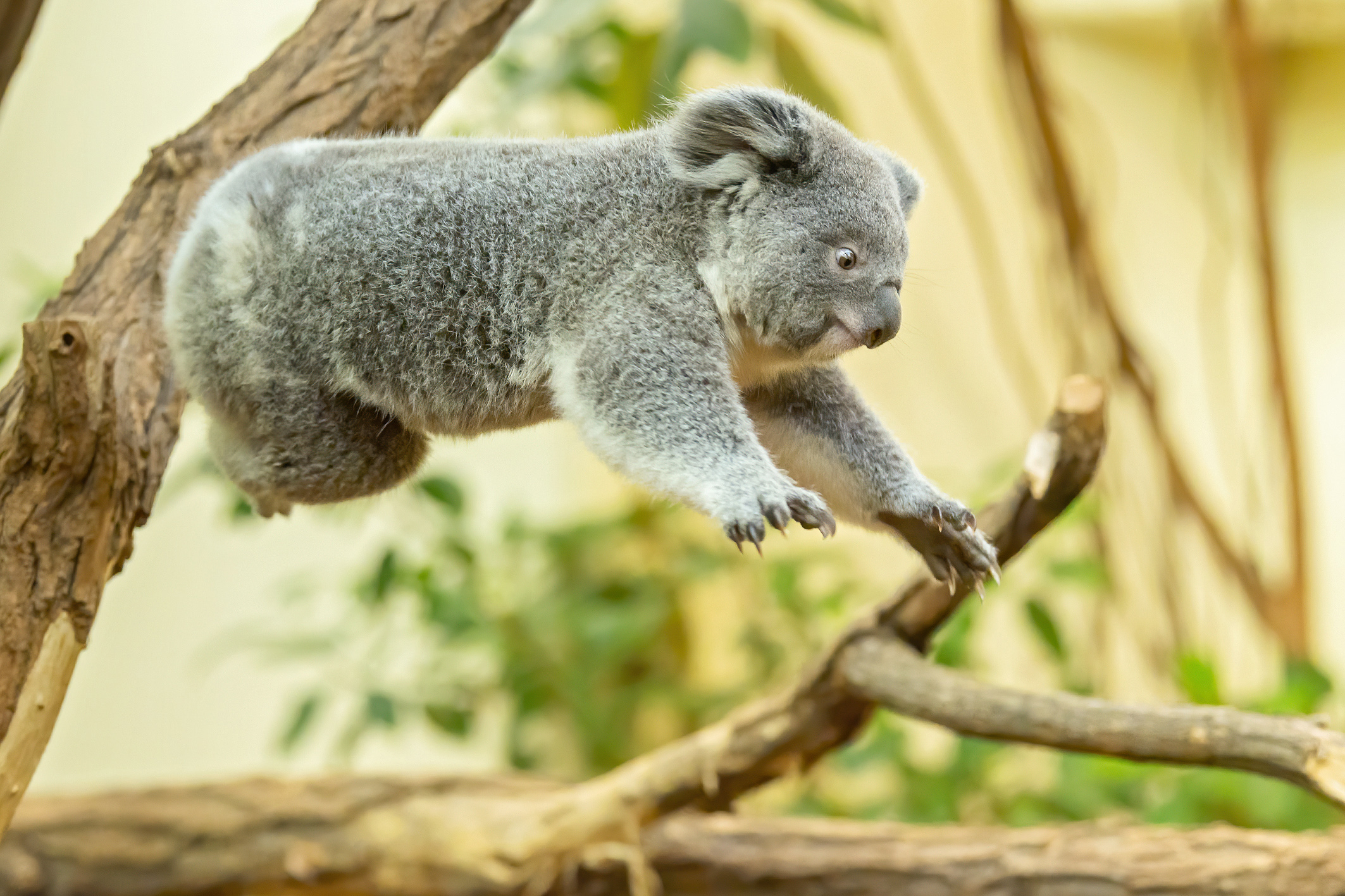Koala wird ein Jahr alt: Alles Gute, Millaa Millaa! - Kleine Kinderzeitung