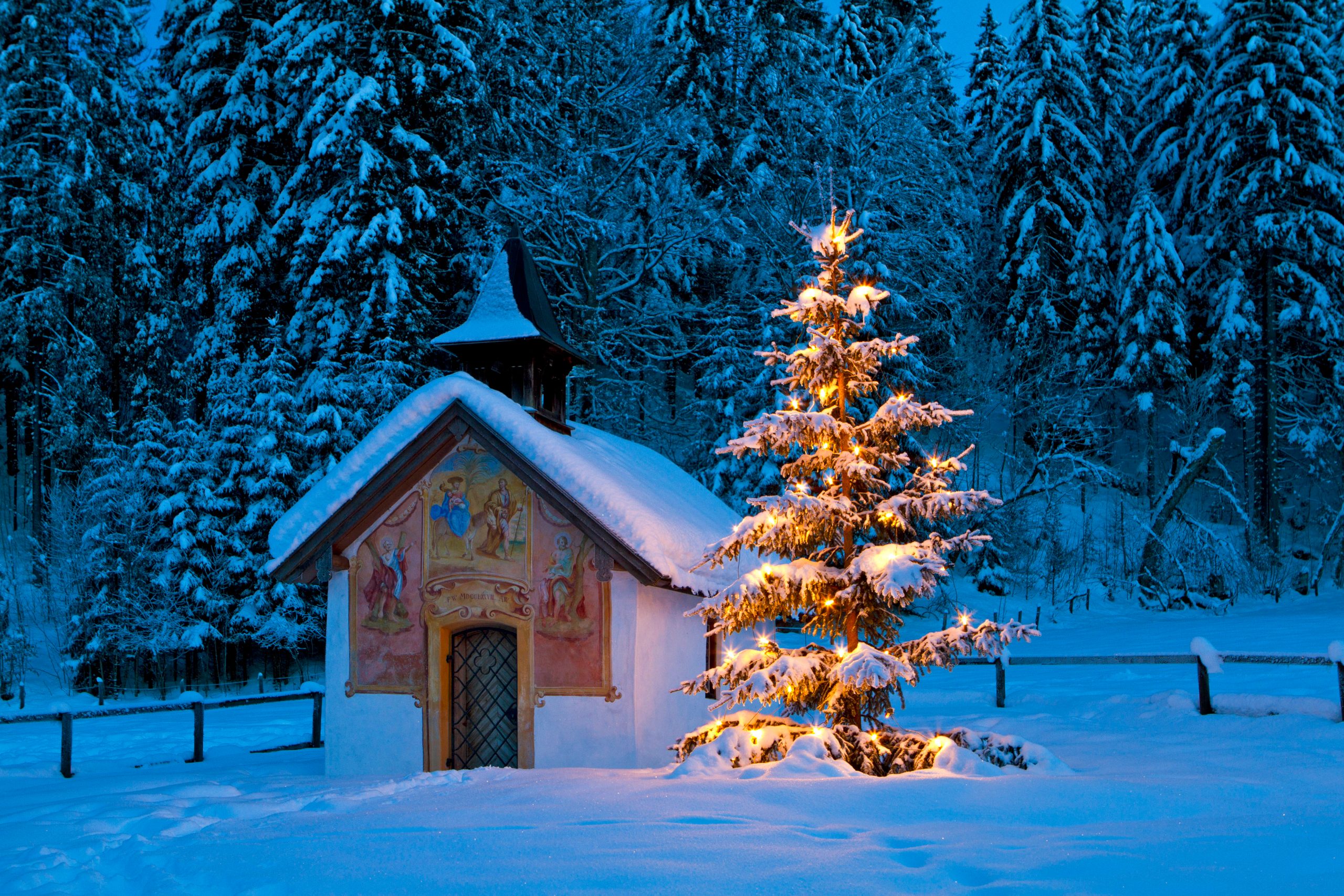 Wer hat den Christbaum erfunden? - Kleine Kinderzeitung