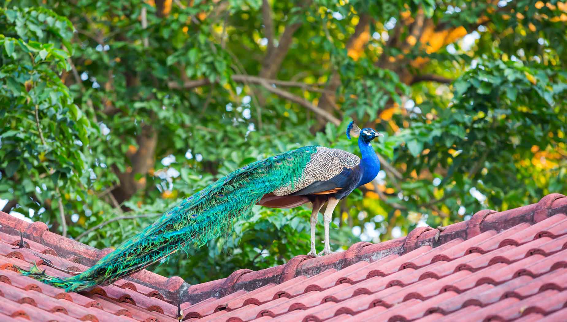 Diese Pfaue sorgen für Wirbel - Kleine Kinderzeitung