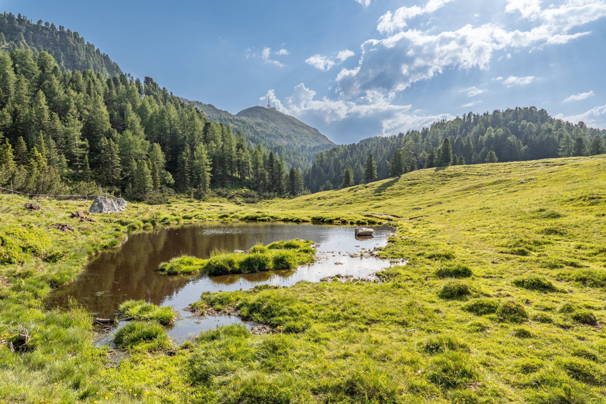 Moore: Die grüne Schatzkammer der Natur in Gefahr - Kleine Kinderzeitung