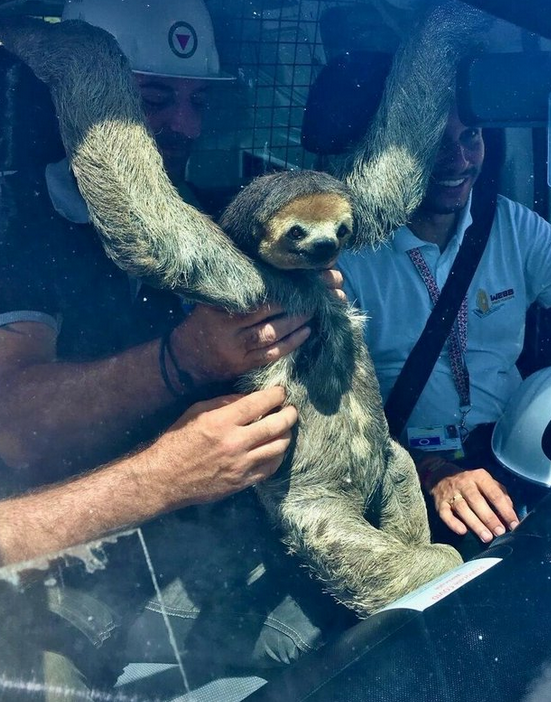 Dieses Faultier ist spannender als ein Raketenstart - Kleine Kinderzeitung