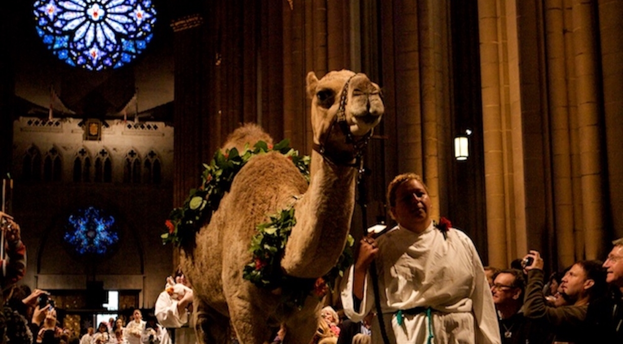 Kamel in der Kirche: Ein Gottesdienst für Tiere - Kleine Kinderzeitung