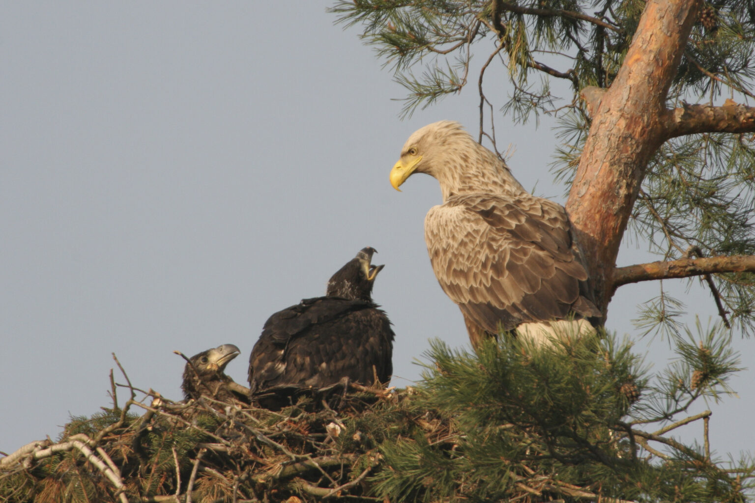 Seeadler – Der König der Lüfte ist zurück in Österreich - Kleine Kinderzeitung